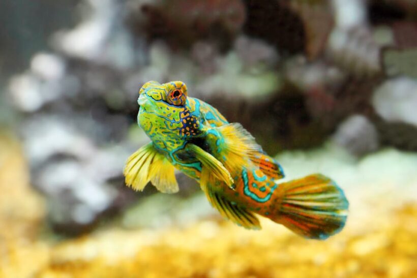 Oceanographic Museum of Monaco Ticket - Frequently Asked Questions