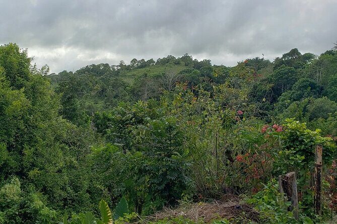 Ocho Rios Sightseeing, Beach Half-Day Tour (Admission include) - Key Points