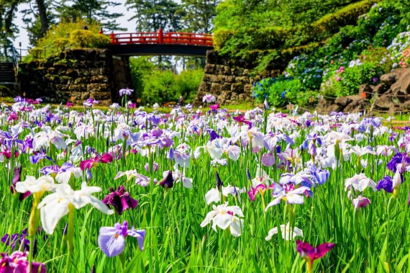 Odawara: Guided Ninja & Samurai Tour of Odawara Castle - Activities and Experiences