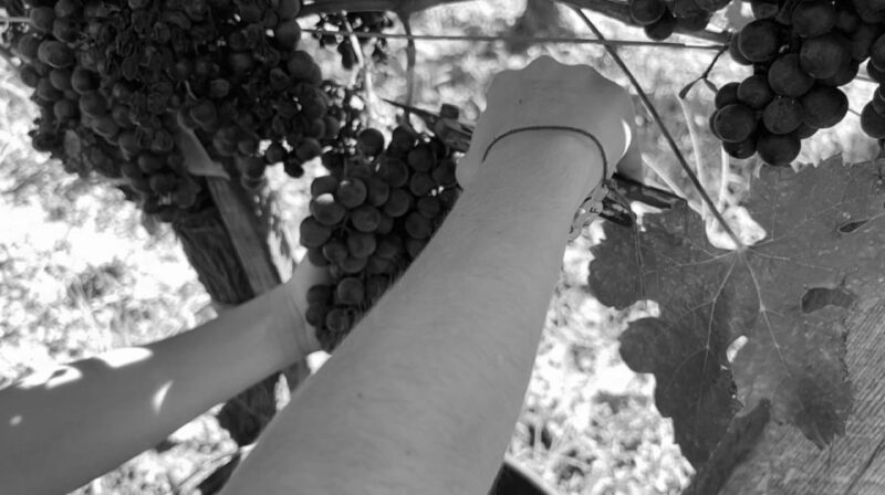 Oenological Exploration at Château Labrie St Emilion GC - Immersive Tour: Exploring Growing Practices