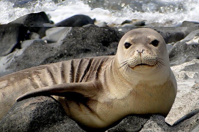 Off-Road Adventure Tour on Oahu's North Shore - Practical Details That Matter