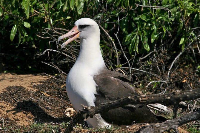 Off-Road Adventure Tour on Oahu's North Shore - The Sum Up