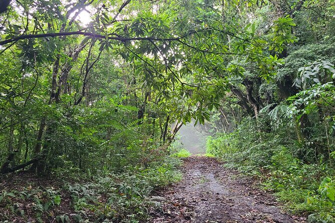 Off Road Rain Forest 4X4 Drive in St. Kitts - Why This Tour Is a Great Choice
