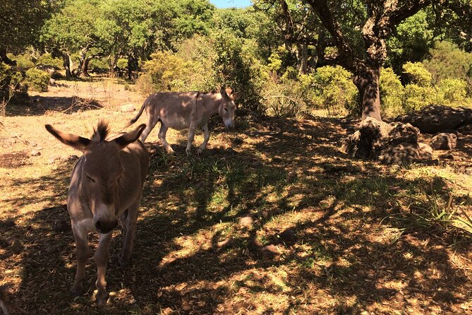 Off-Road Tour: Travel Inland - Local Culinary Experiences