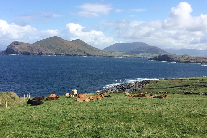 Off the Beaten Path Private Tour of Ring of Kerry - Customer Feedback