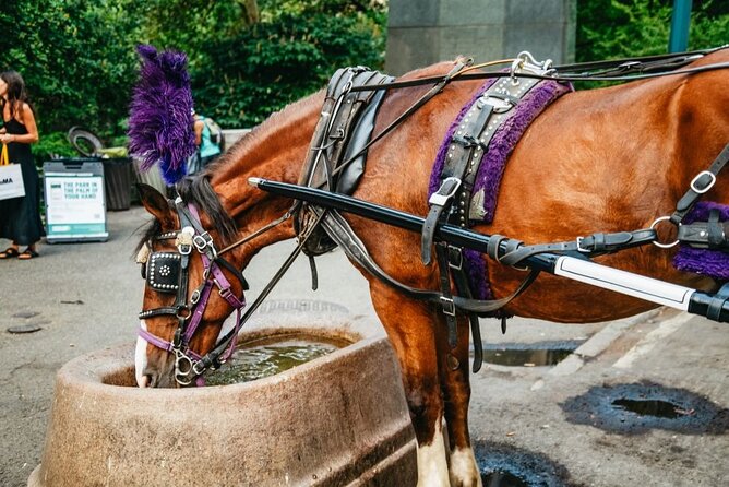 Official Private New York City Central Park Horse Carriage Ride Since 1965™ - Customer Feedback and Experiences
