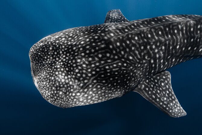 Offshore Safari Adventure in Kona with Underwater Videos - Introduction: Why Consider This Kona Marine Adventure?