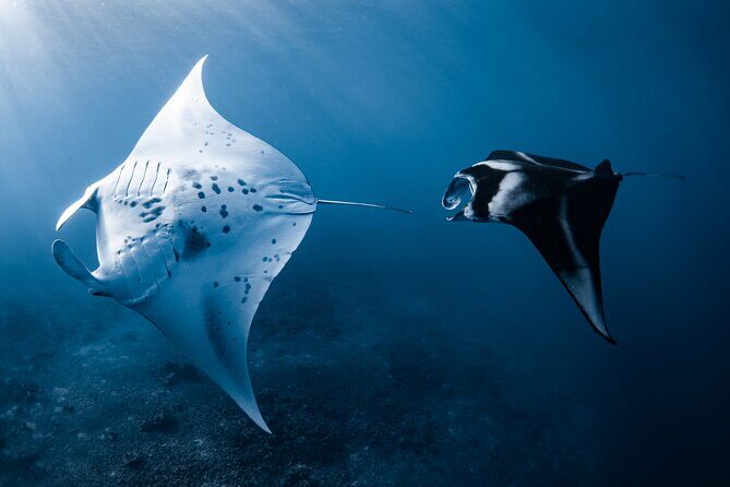 Offshore Safari Adventure in Kona with Underwater Videos - What’s Included and What’s Not