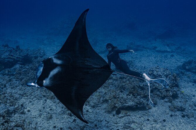 Offshore Safari Adventure in Kona with Underwater Videos - The Value of This Adventure