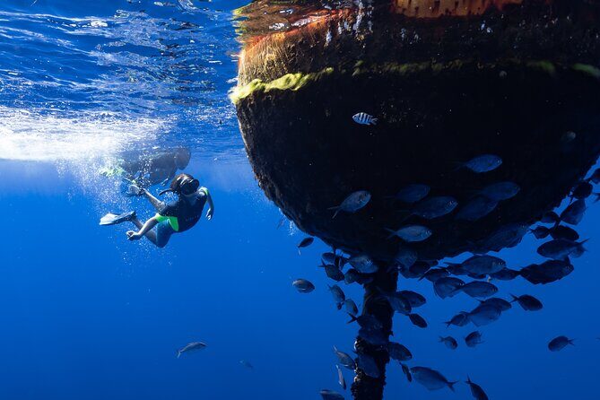 Offshore Safari Adventure in Kona with Underwater Videos - Who Should Consider This Tour?