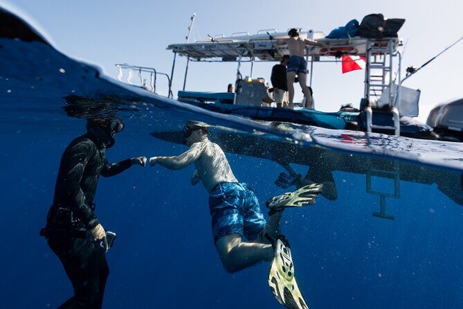 Offshore Safari Adventure in Kona with Underwater Videos - The Sum Up: Is It Worth It?