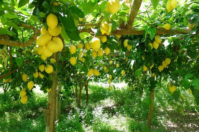Oil, Cheese And Lemon Tour - Guided Walk Through Sorrento