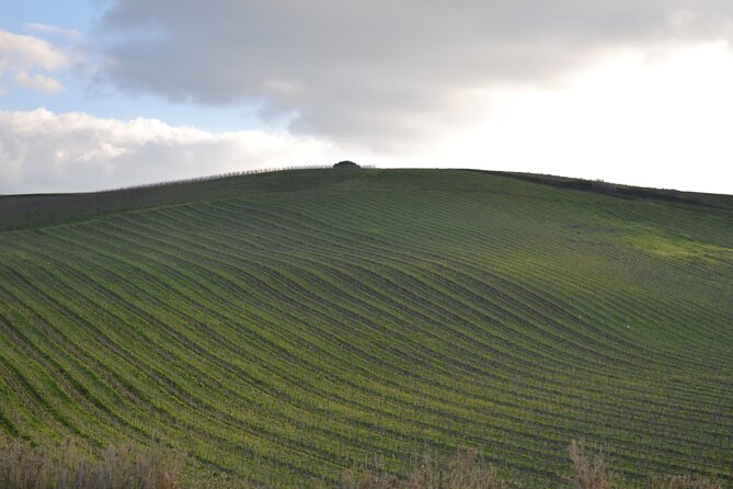 Oil Tour in Historic Baglio Florio Adamo with Lunch - Why This Tour Stands Out