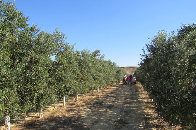 Oil Tourism in Pulpí Discover the World of EVOO - Traveler Reviews and Recommendation Rate