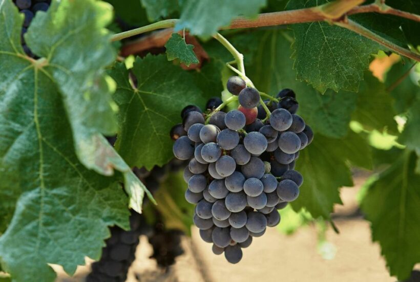 Oil & Wine Tasting - Exploring Sicily’s Heritage through Oil & Wine Tasting