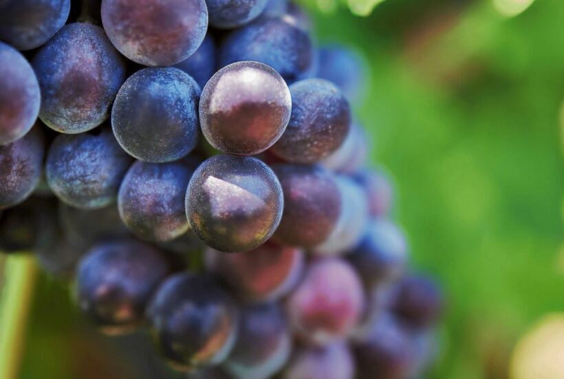 Oil & Wine Tasting - An In-Depth Look at the Oil & Wine Tasting Tour