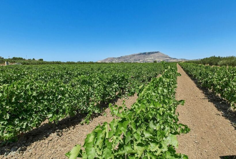 Oil & Wine Tasting - The Sum Up: A Taste of Sicily’s Soul