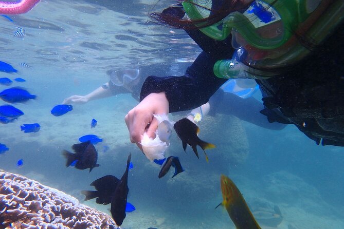 OK From 2 Years Old! / Sea Picnic & Snorkel - Tips for Enjoying the Sea Picnic & Snorkel