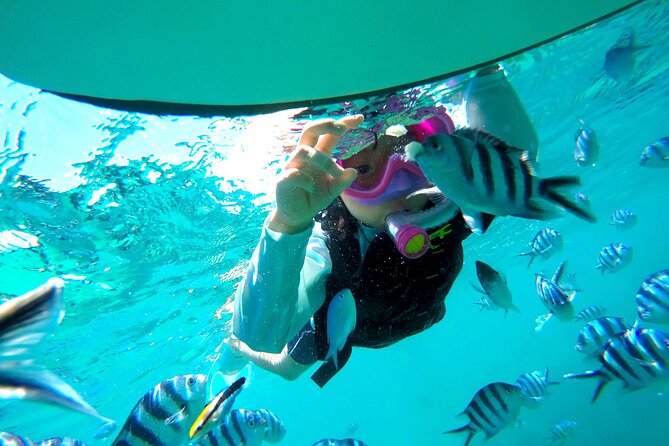 OK From 2 Years Old! / Sea Picnic & Snorkel - Common Questions