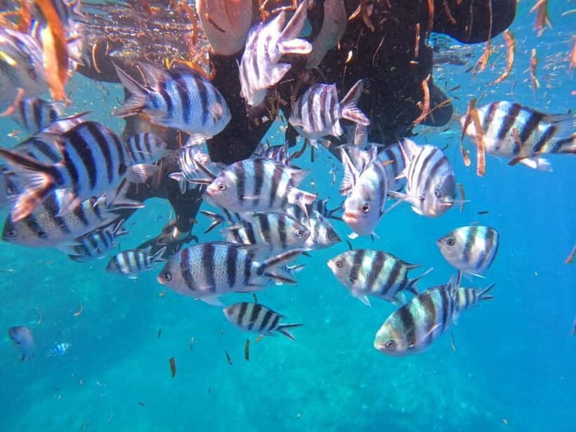 Okinawa: Blue Cave Private Snorkeling Tour with Guide - FAQ