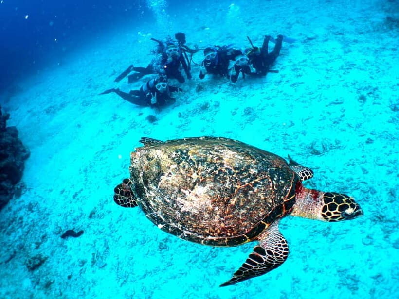 Okinawa: From Naha: Kerama Islands 1-day snorkeling tour - FAQ