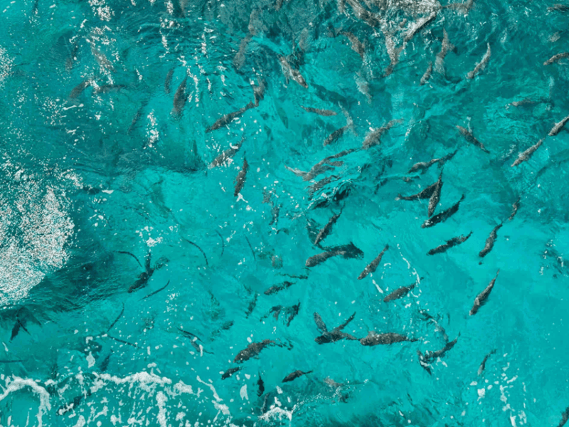 Okinawa Full-Day Tour With Daily Chauffeur - Manzamo