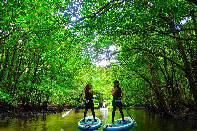 Okinawa Iriomote Mangrove SUP or Canoe Tour - Inclusions