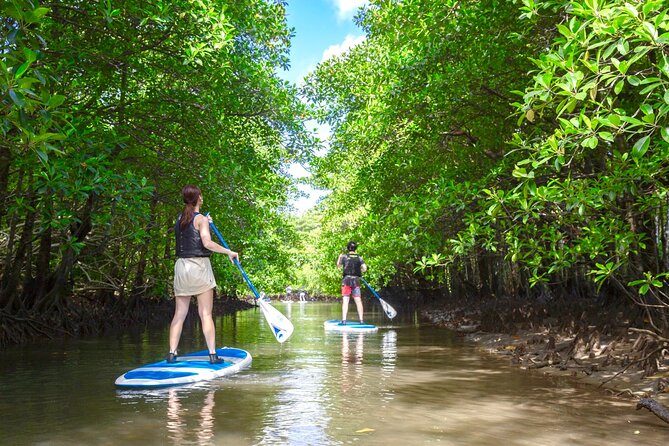 Okinawa Iriomote Mangrove SUP or Canoe Tour - Tour Details