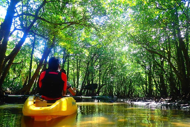 Okinawa Iriomote Mangrove SUP or Canoe Tour - Experience the Tranquility of Iriomote-jima
