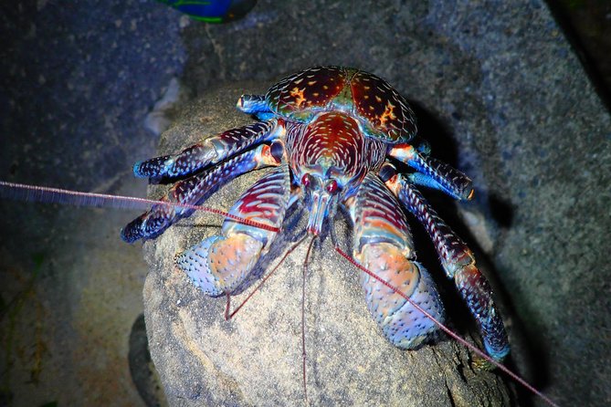 [Okinawa Iriomote] Night Adventure Tour - Highlights of the Night Adventure