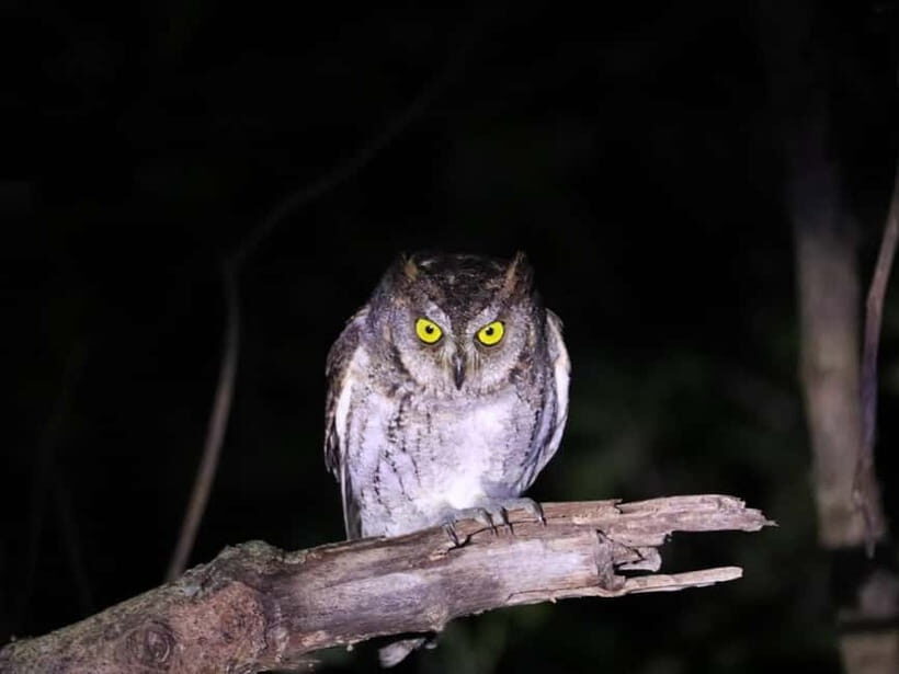 Okinawa Iriomotejima Night Adventure Tour - Comparing to Similar Experiences