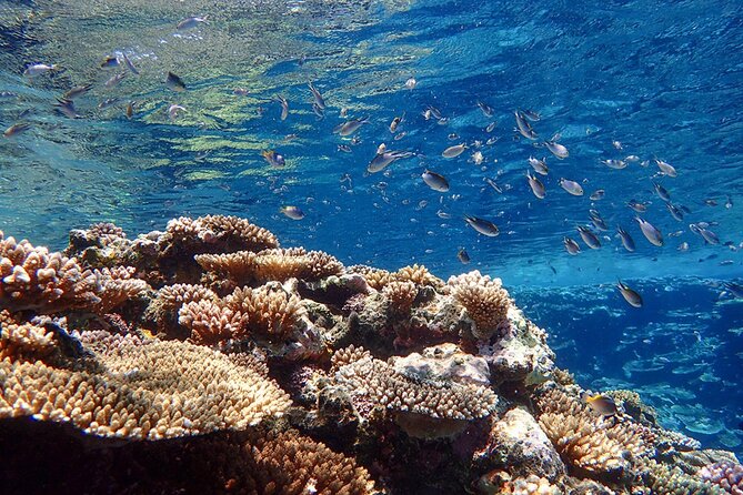 Okinawa Ishigaki Kabira Bay SUP or Canoe and Blue Cave Snorkeling - Participant Reviews and Feedback