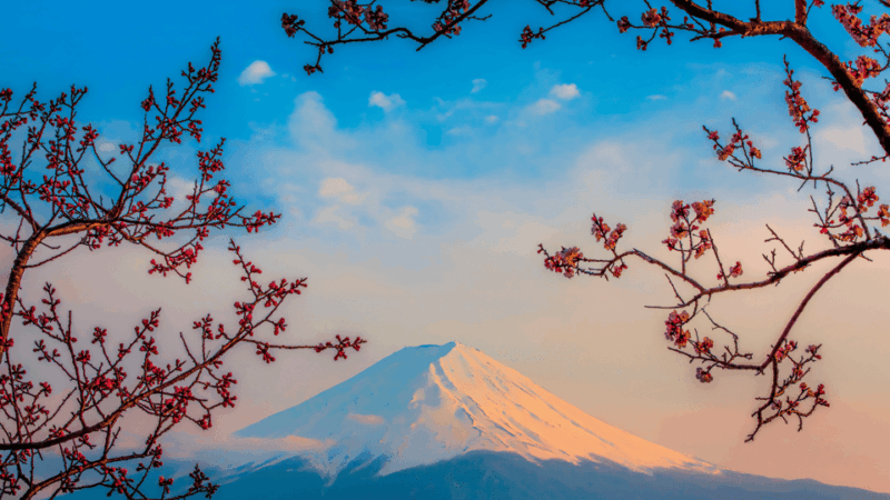 Okinawa Island Japan 4 Days Tour Accomodation & 3x Meal - Key Points