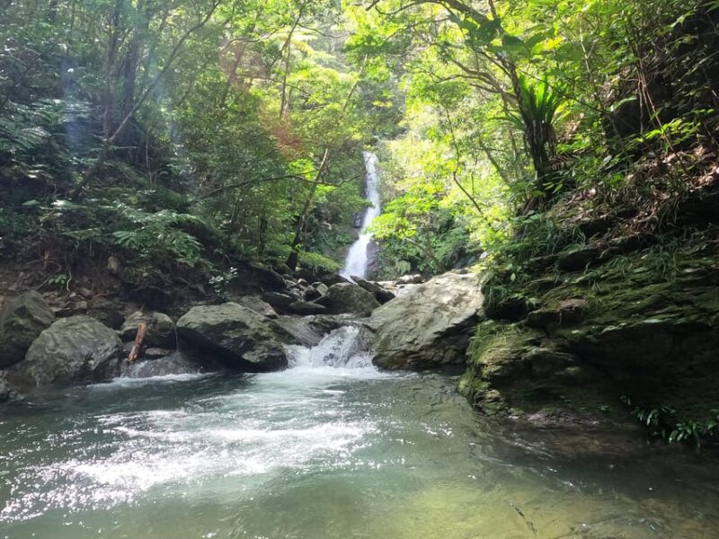 Okinawa: Jungle River Trek: Private Tour in Yanbaru - Availability and Booking