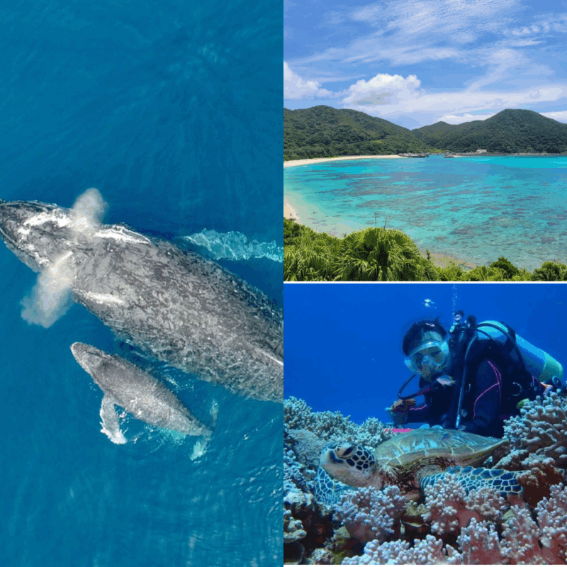 Okinawa: Kerama, Tokashiki Island and Whale Watching Tour - Tour Features