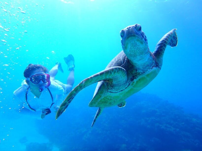 Okinawa : Kerama Whole Day Snorkeling Tour From Chatan/Naha - FAQ