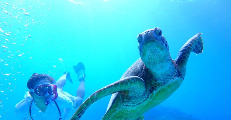 Okinawa : Kerama Whole Day Snorkeling Tour From Chatan - Kerama National Parks Crystal-Clear Waters