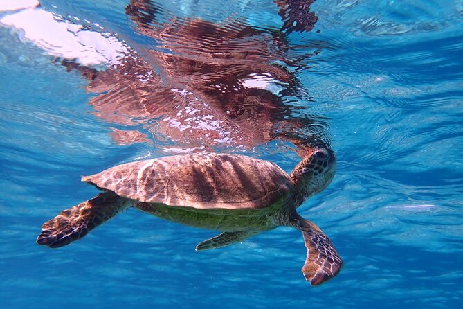 Okinawa Miyako Beach SUP or Canoe and Sea Turtle Snorkeling - Paddle Boarding or Canoeing