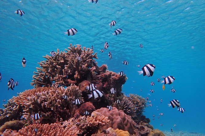 Okinawa Miyako Beach SUP or Canoe and Sea Turtle Snorkeling - Schedule and Duration of the Tour