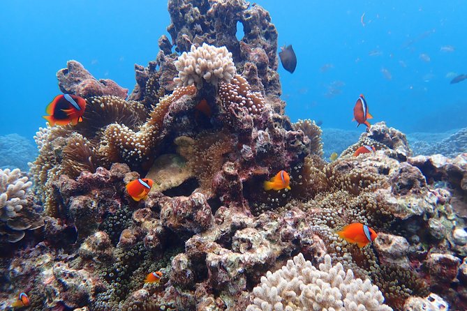 [Okinawa Miyako] Natural Aquarium! Tropical Snorkeling With Colorful Fish! - Location and Meeting Point