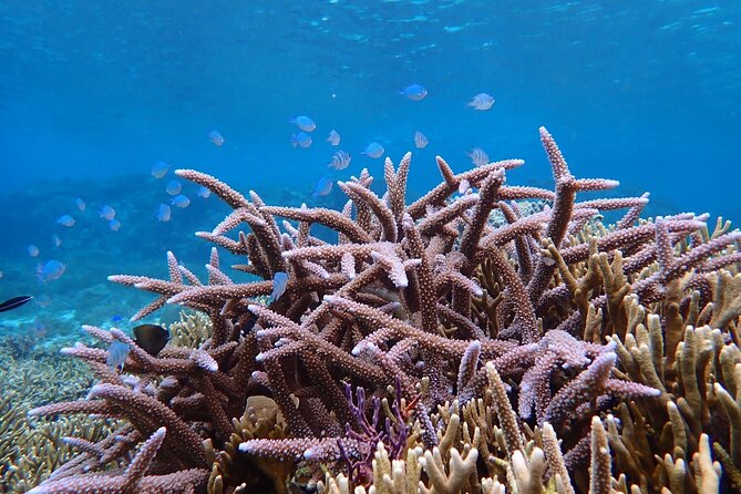 [Okinawa Miyako] Natural Aquarium! Tropical Snorkeling With Colorful Fish! - Photo Opportunities