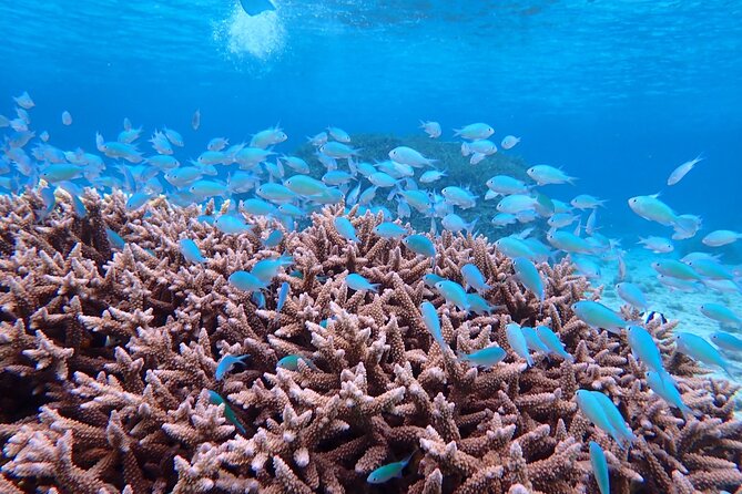 [Okinawa Miyako] Natural Aquarium! Tropical Snorkeling With Colorful Fish! - Experience Inclusions
