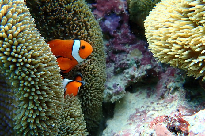 [Okinawa Miyako] Natural Aquarium! Tropical Snorkeling With Colorful Fish! - Participation Requirements