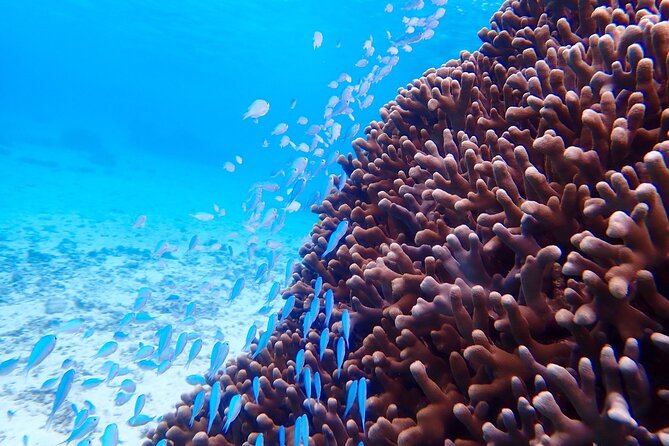 [Okinawa Miyako] Natural Aquarium! Tropical Snorkeling With Colorful Fish! - Booking and Cancellation Policy