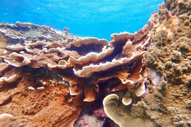 [Okinawa Miyako] Natural Aquarium! Tropical Snorkeling With Colorful Fish! - Traveler Reviews