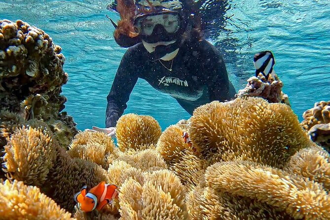 Okinawa Miyako Sea turtle Snorkeling Free Pick up and Drop off - Logistics and Practical Considerations