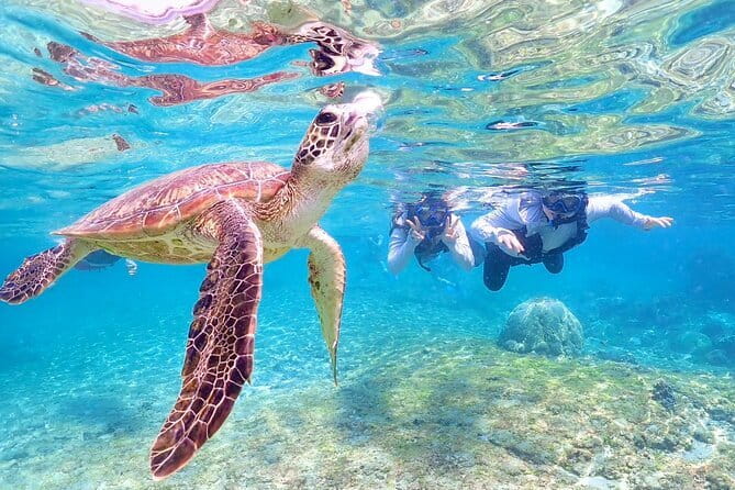 Okinawa Miyako Sea turtle Snorkeling Free Pick up and Drop off - Authentic Marine Encounters and the Value of this Tour