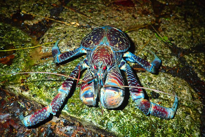 Okinawa Miyako Star Gazing and Subtropical Jungle Night Tour - Highlights of the Guided Experience