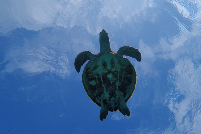 [Okinawa Miyako] Swim in the Shining Sea! Sea Turtle Snorkeling - Pricing and Booking