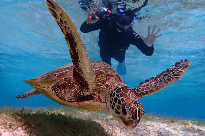 [Okinawa Miyako] Swim in the Shining Sea! Sea Turtle Snorkeling - Traveler Reviews
